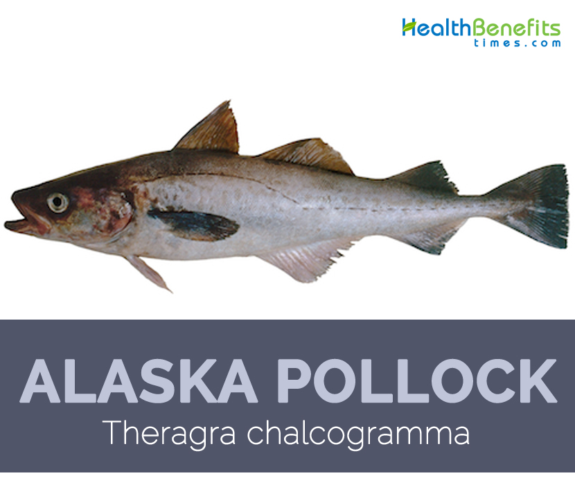 Are Alaskan pollock healthy?