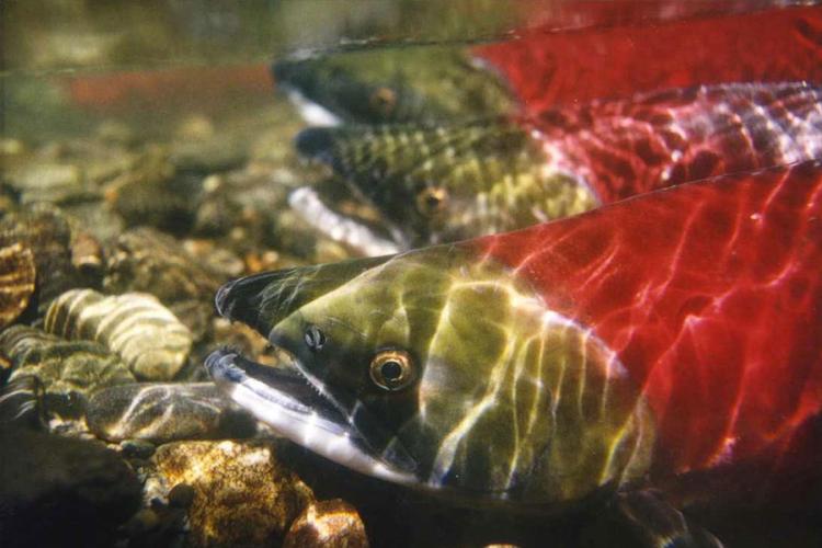 Are Alaskan salmon endangered?