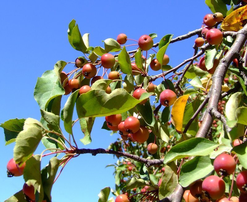 Are all crab apples poisonous to dogs?