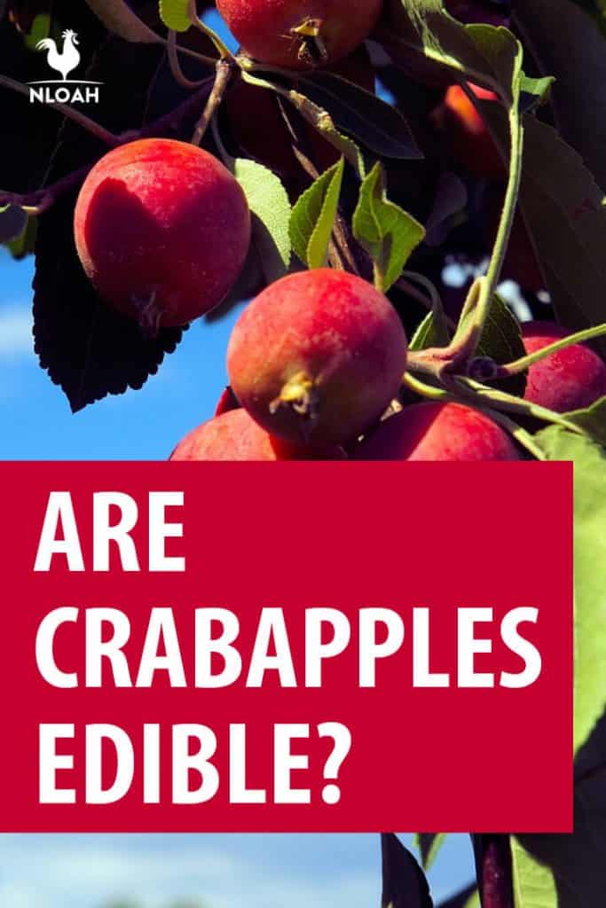 Are all crabapples edible?