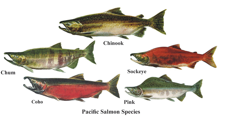 Are all Pacific salmon wild?