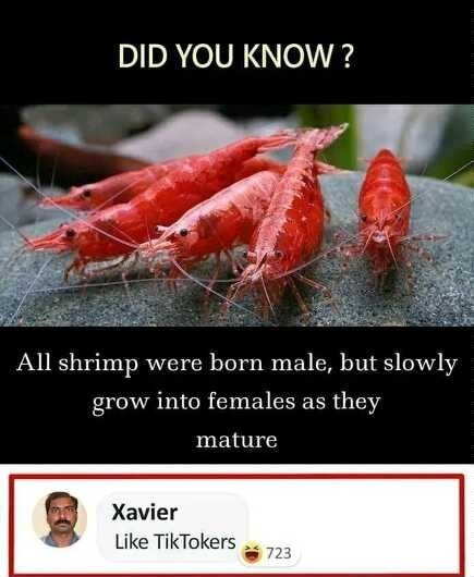 Are all prawns born male?