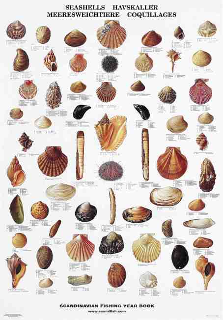 Are all seashells different?