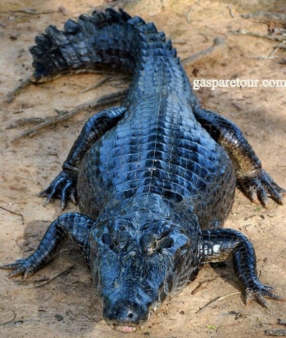 Are alligators scared of loud noises?