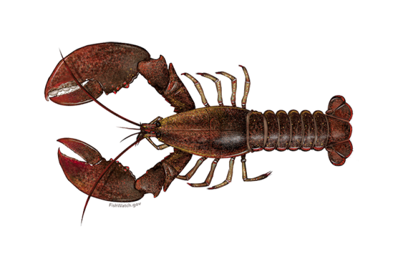 Are American lobsters endangered?