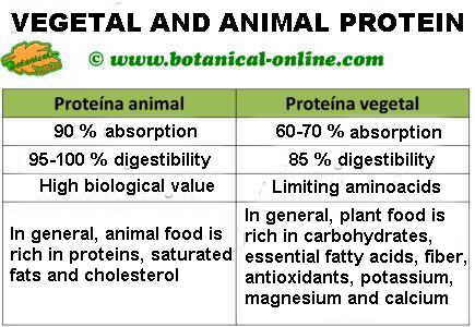 Are animal and vegetable proteins the same?