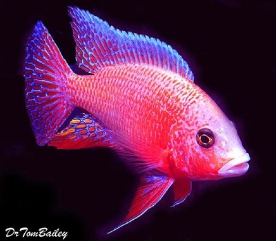 Are any fish pink?