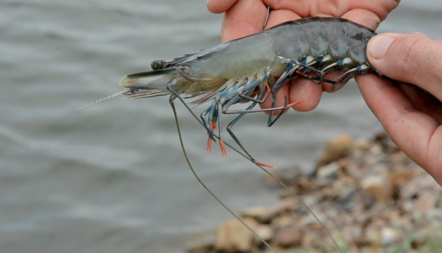 Are Australian farmed prawns healthy?