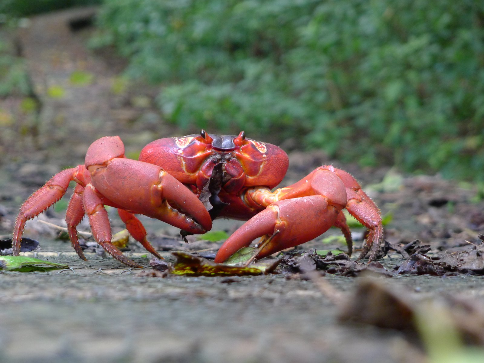 Are Australian land crabs edible?