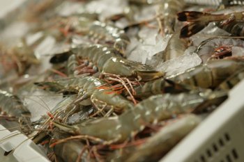 Are Australian prawns farmed?