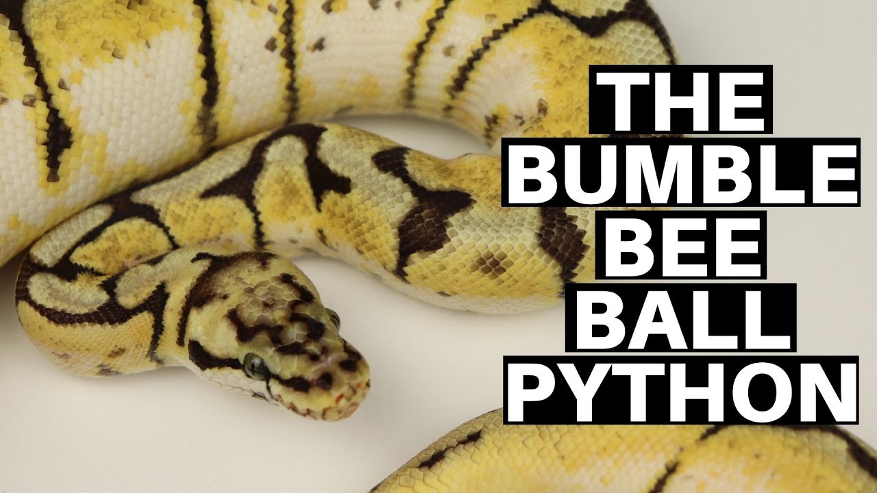 Are ball pythons illegal in Washington State?