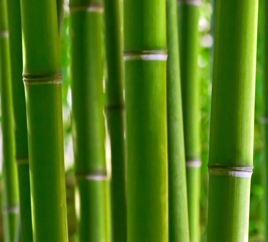 Are bamboo shoots wood?