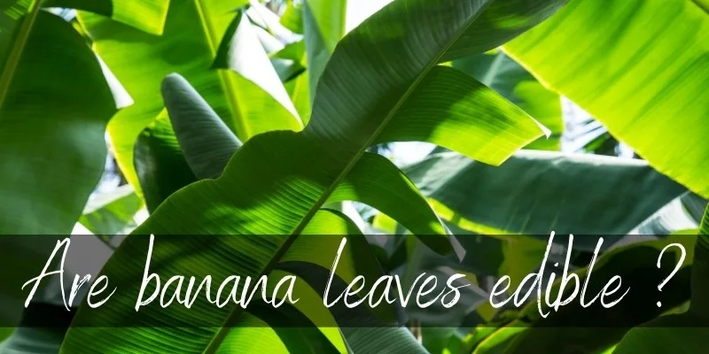 Are banana leaves edible?