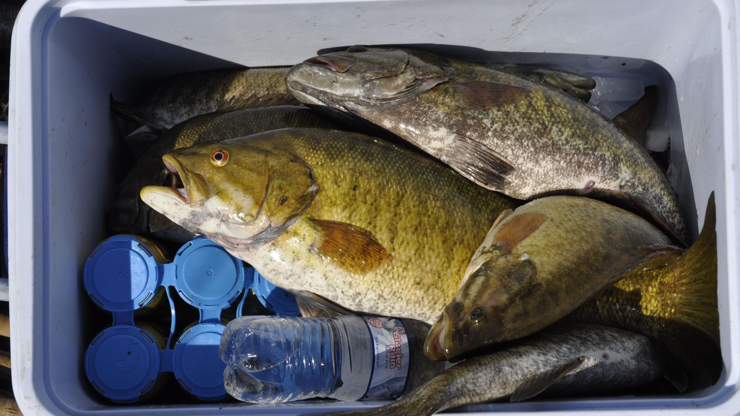 Are bass native to the Columbia River?