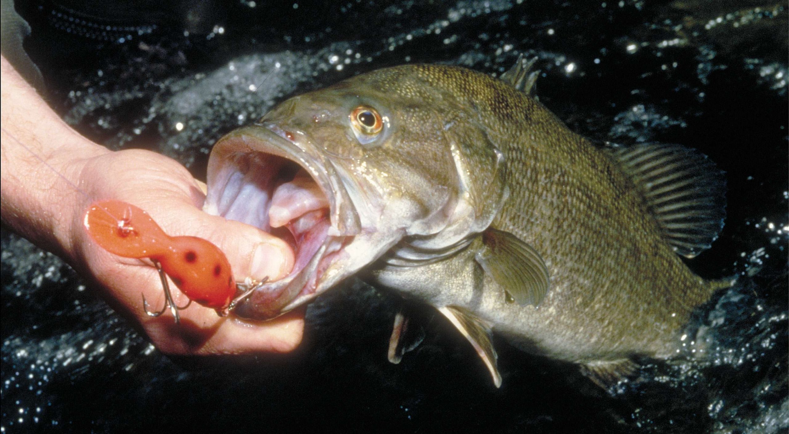 Are bass native to the Pacific Northwest?