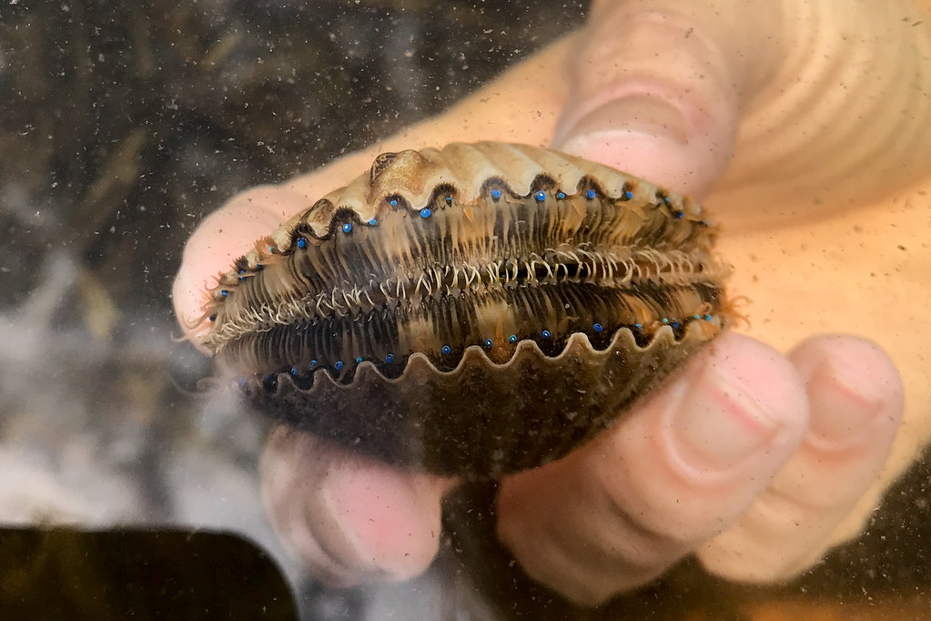 Are bay scallops filter feeders?