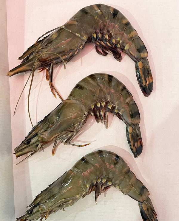 Are black tiger prawns Australian?