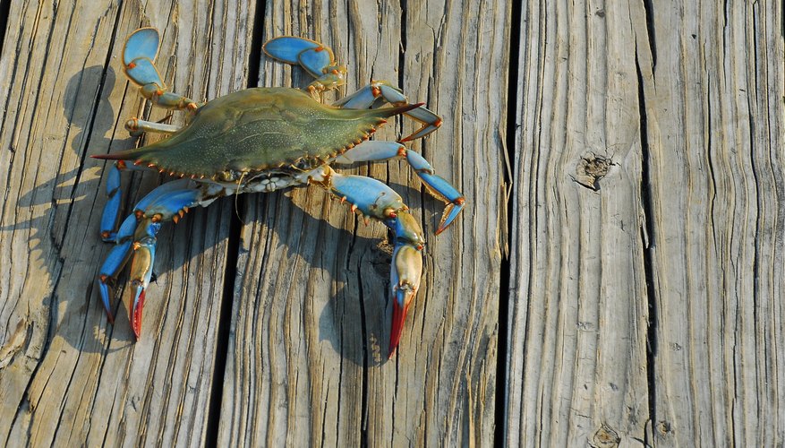 Are blue crabs in season in Florida now?