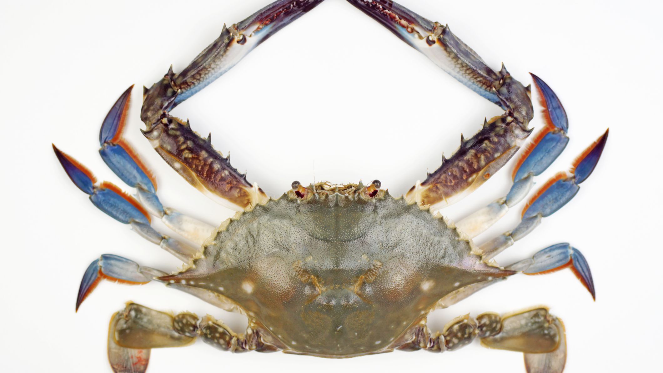 Are blue crabs omnivore?