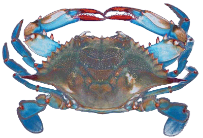 Are blue crabs only found in Maryland?