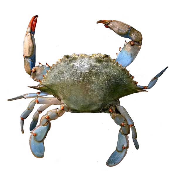 Are blue crabs out of season?