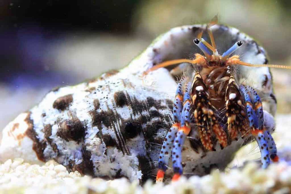 Are Blue hermit crab rare?