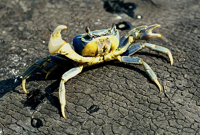 Are blue land crabs protected in Florida?