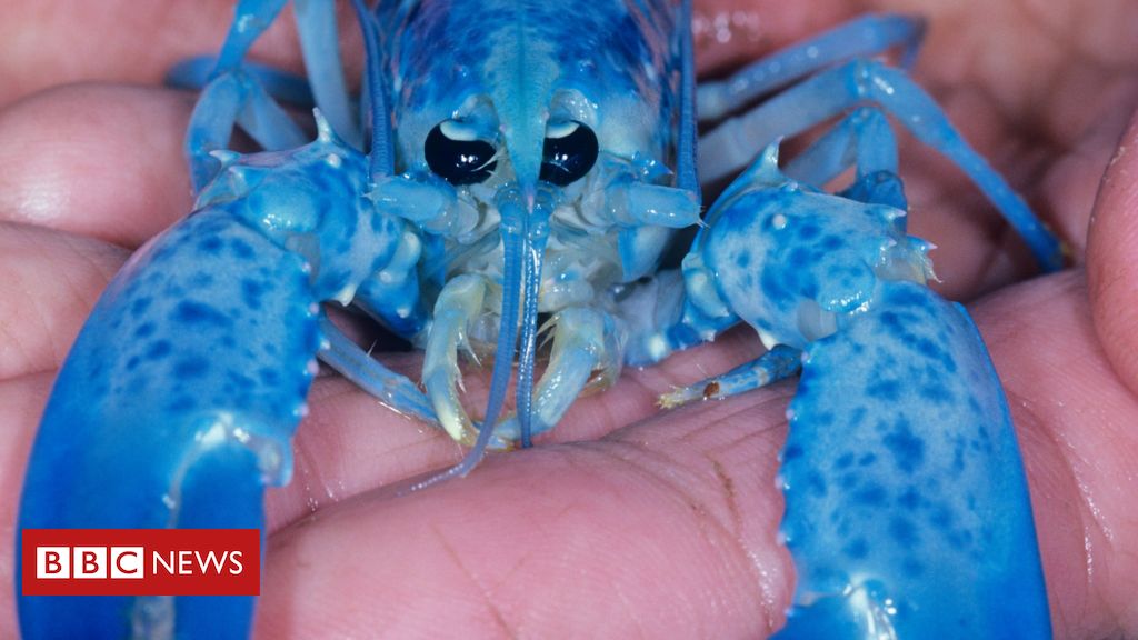 Are blue lobsters naturally blue?