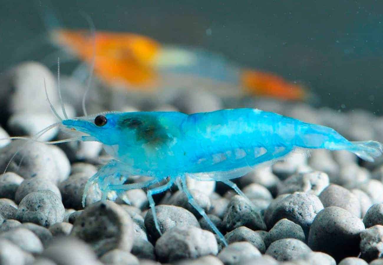 Are blue shrimp easy to care for?
