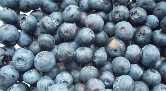 Are blueberries good for bodybuilding?