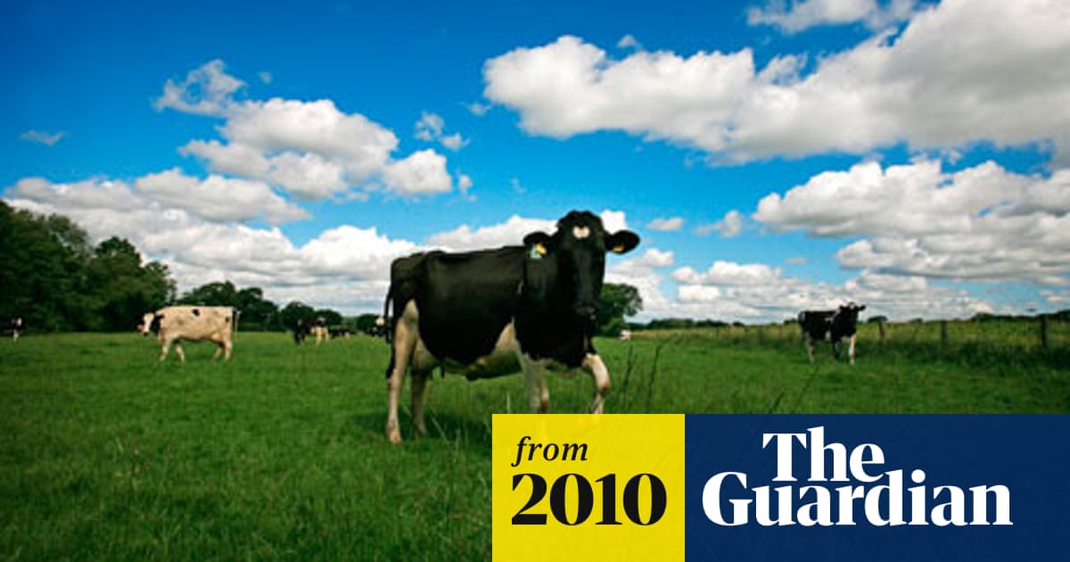 Are British cattle fed soy?