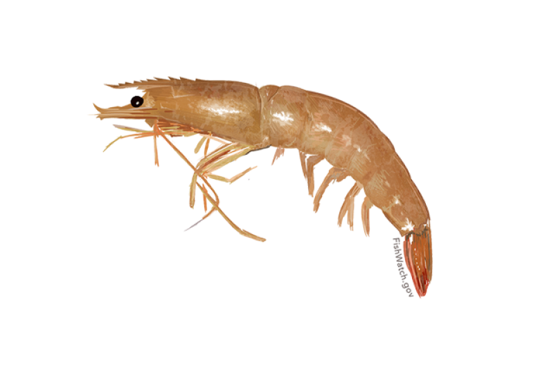 Are brown shrimp seasonal?