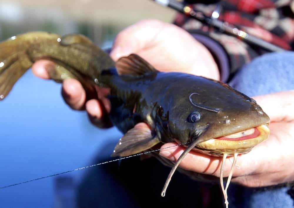 Are bullhead catfish good to eat?