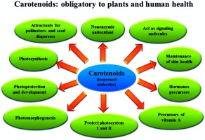 Are carotenoids toxic?