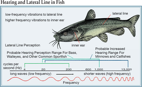 Are catfish sensitive to noise?