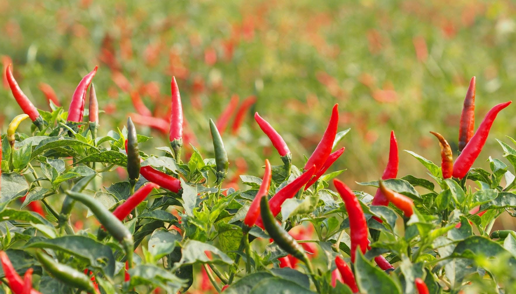 Are chili peppers native to Asia?