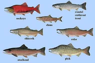 Are Chinook and king salmon the same?