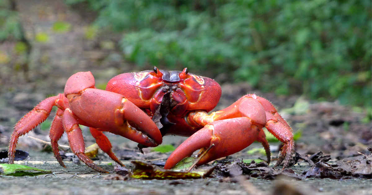 Are Christmas Island red crabs endangered?