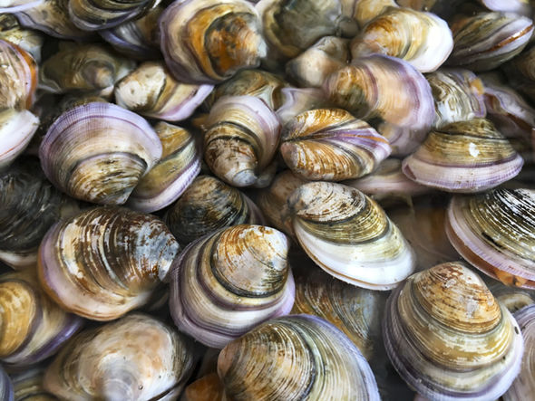 Are clams a good source of vitamin B12?