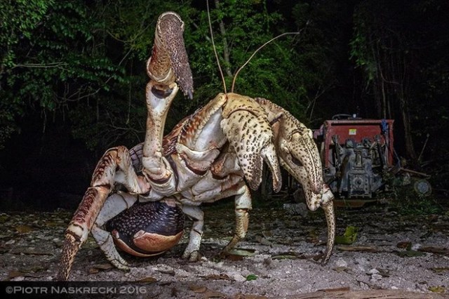 Are coconut crabs harmless to humans?