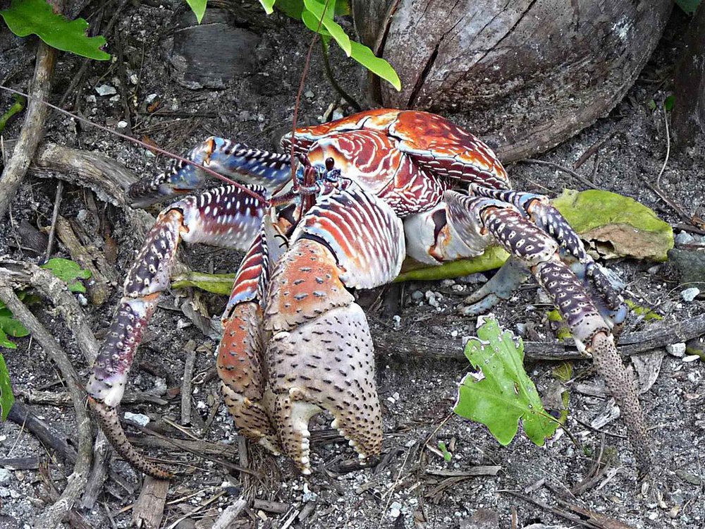 Are coconut crabs hostile to humans?