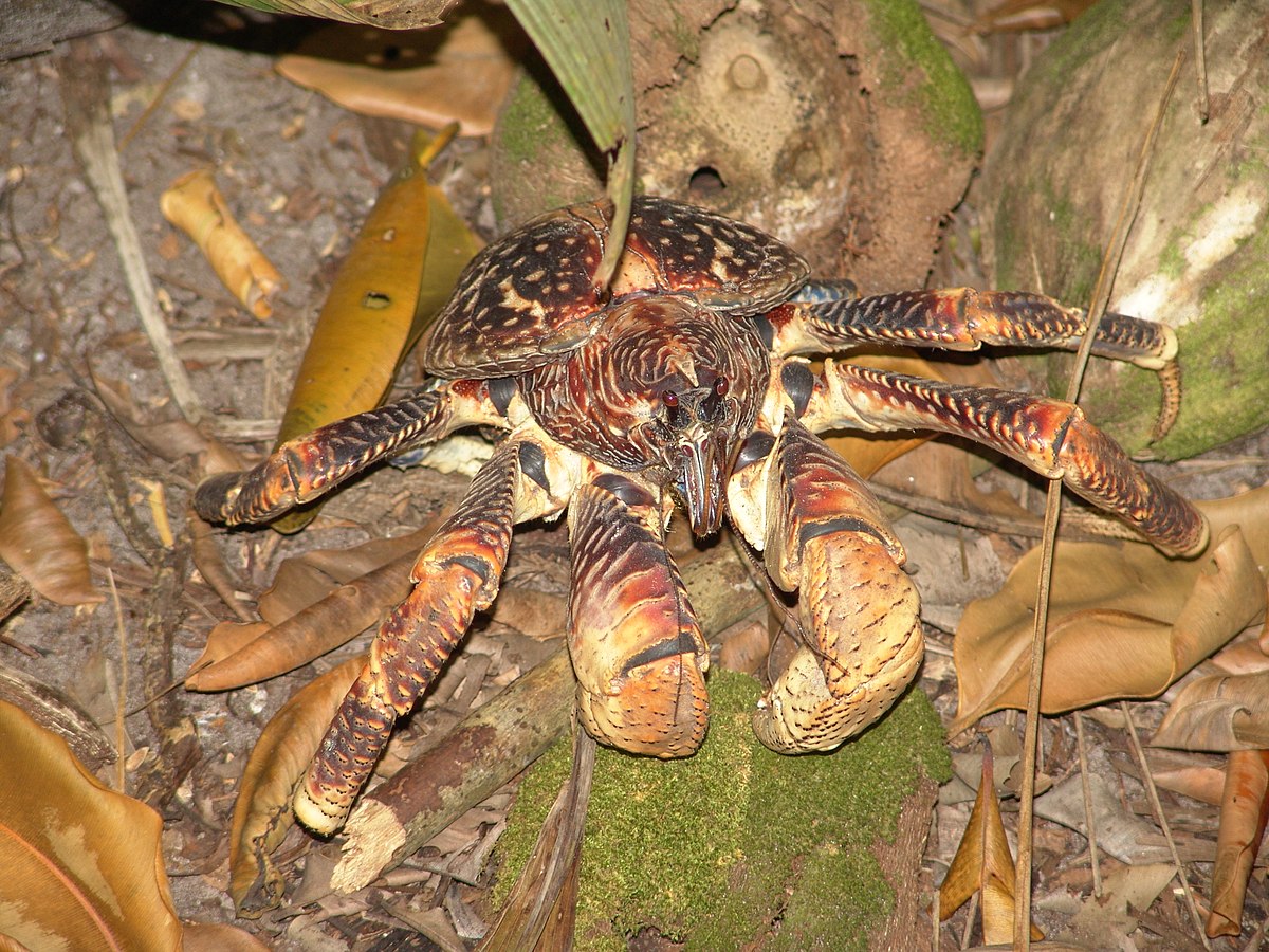 Are coconut crabs legal to eat?