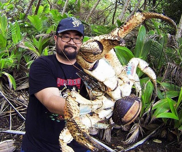 Are coconut crabs protected in Australia?