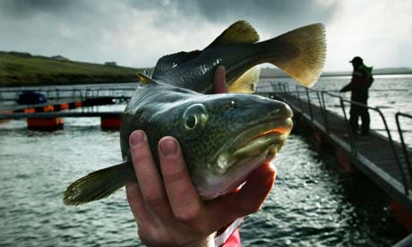 Are cod farmed in the UK?