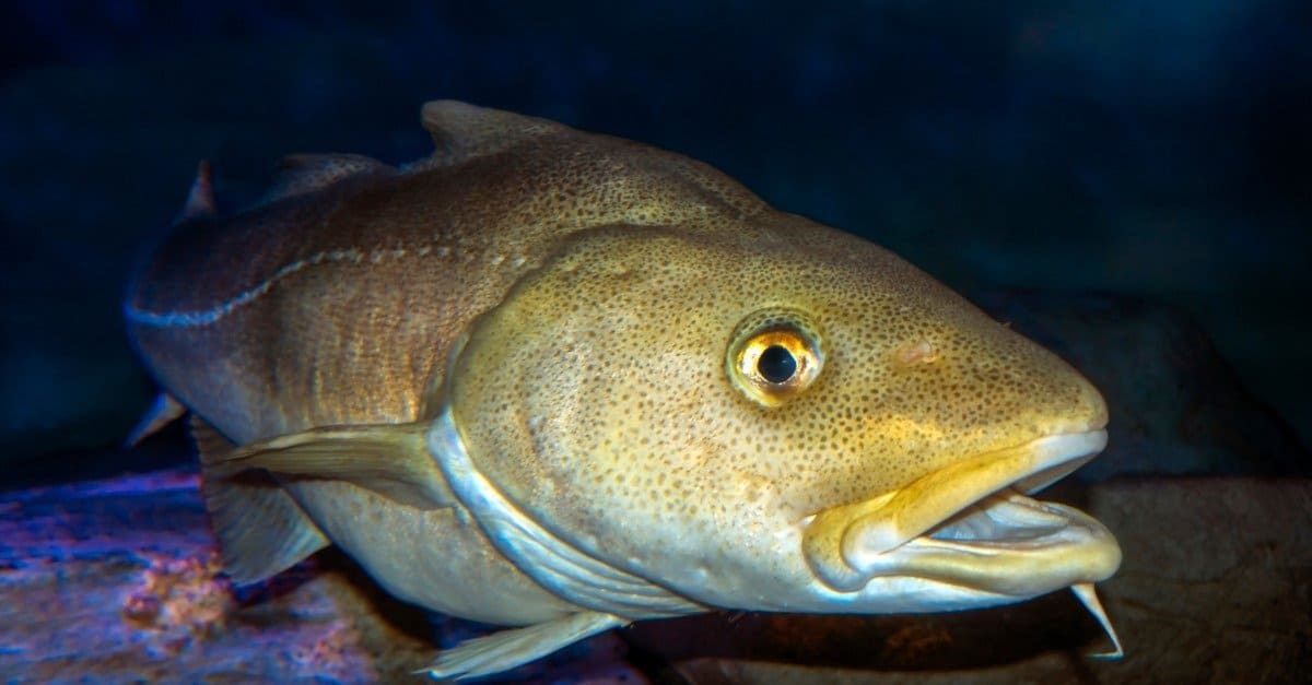 Are cod fish carnivores?