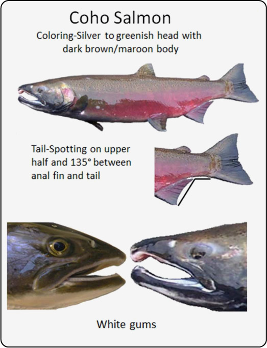 Are coho and King salmon the same?