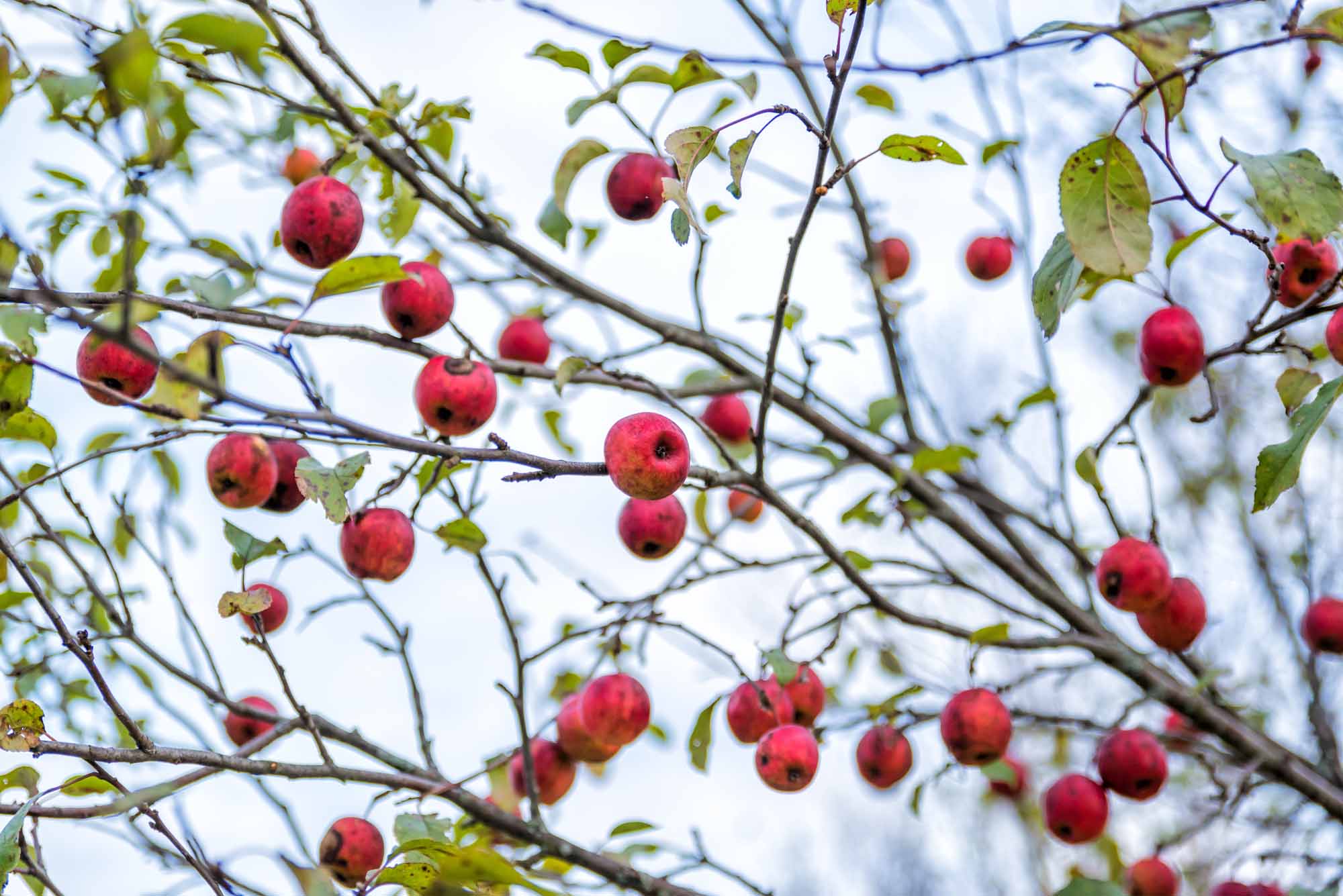 Are crab apples native to Canada?