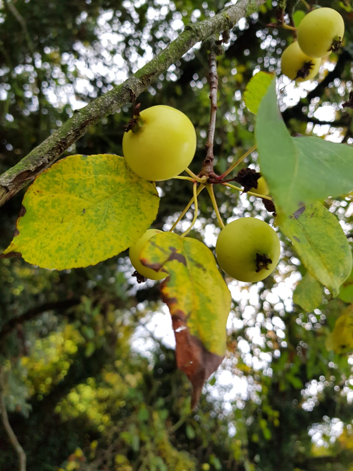 Are crab apples native to Ireland?