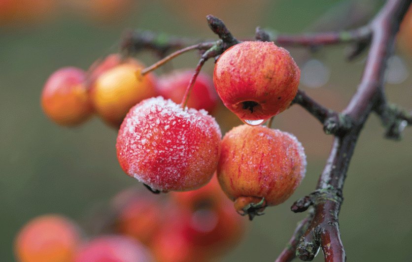 Are crab apples native to the United States?