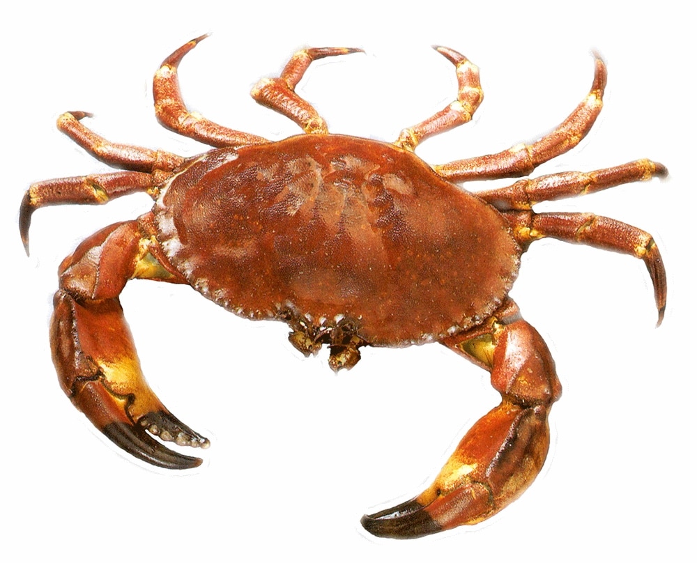 Are crab invertebrates or vertebrates?